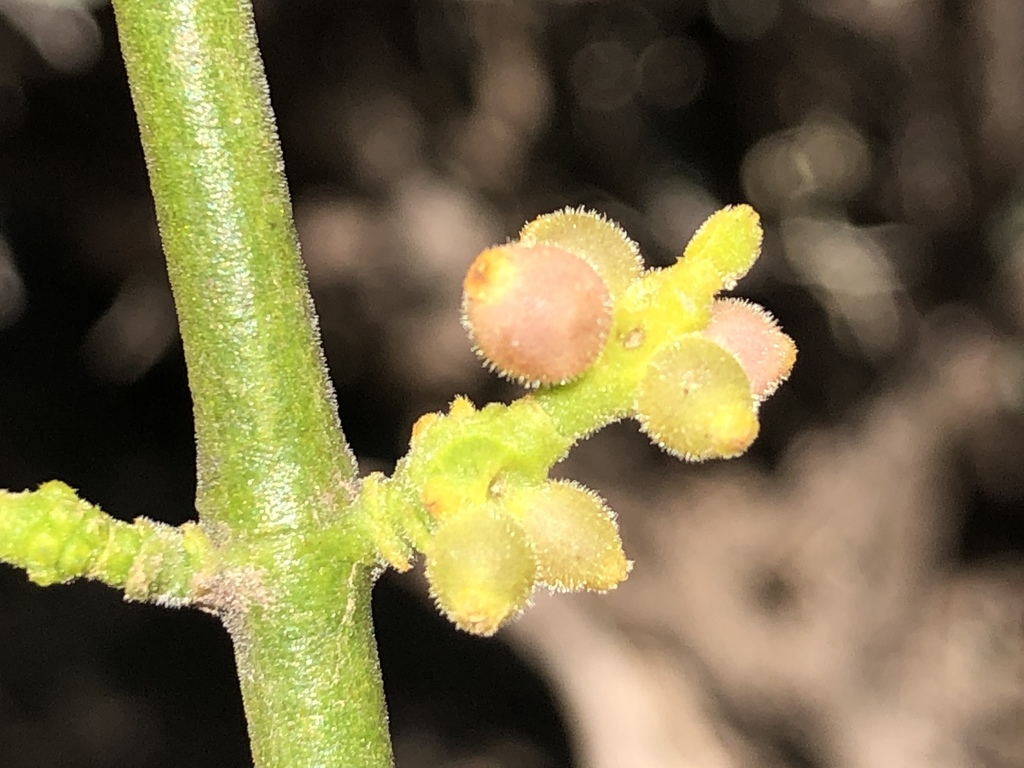leafy mistletoes (Phoradendron) - Botanical Realm