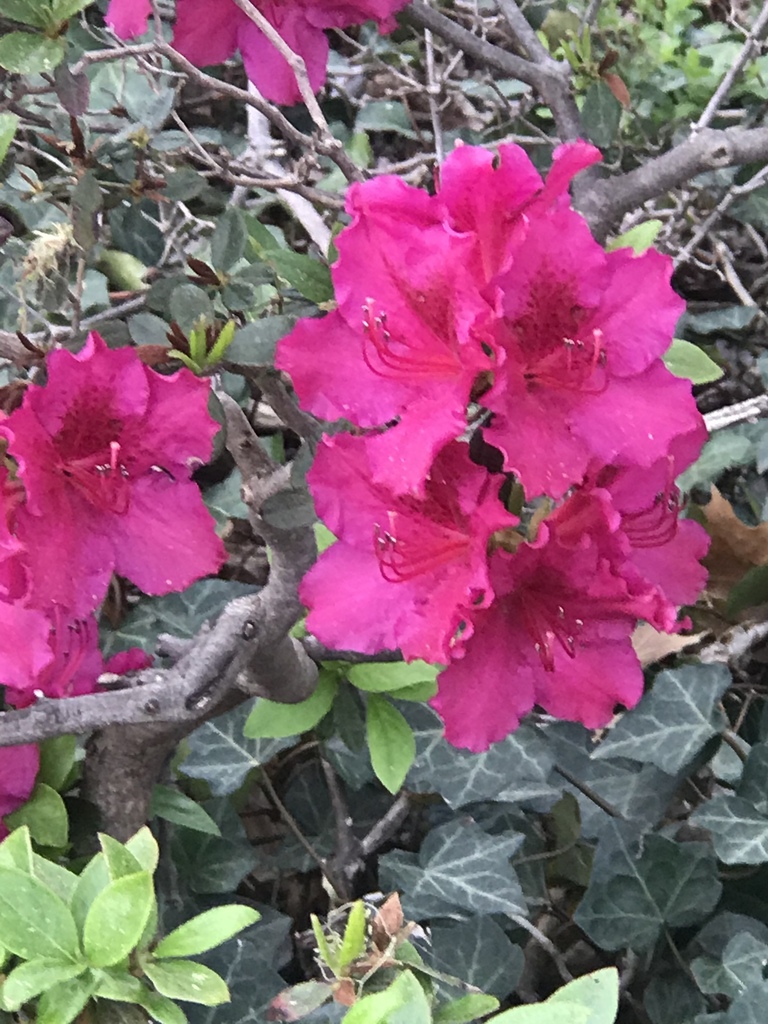 dicots from Texas Woman's University, Denton, TX, US on March 31, 2019 ...