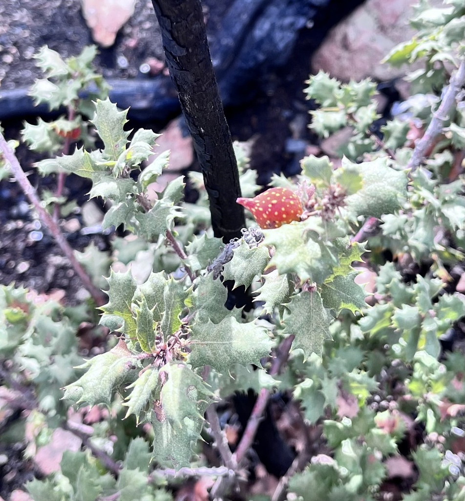 Beaked Twig Gall Wasp from Cedar Roughs Wilderness, Napa, CA, US on ...
