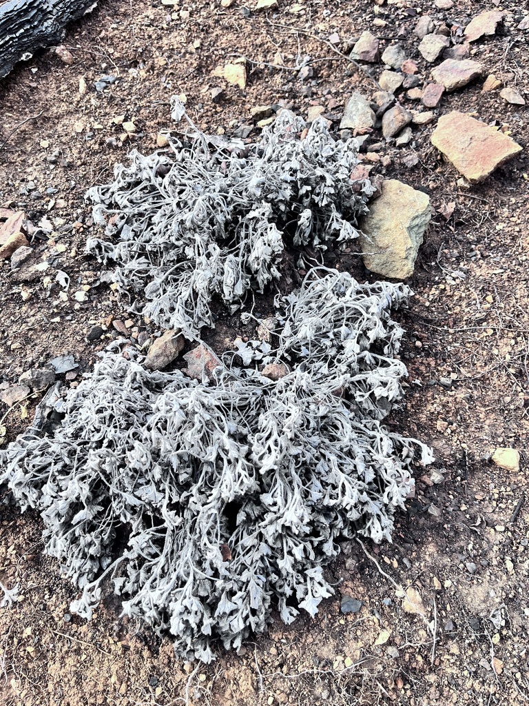 turkey mullein from Cedar Roughs Wilderness, Napa, CA, US on December 1 ...
