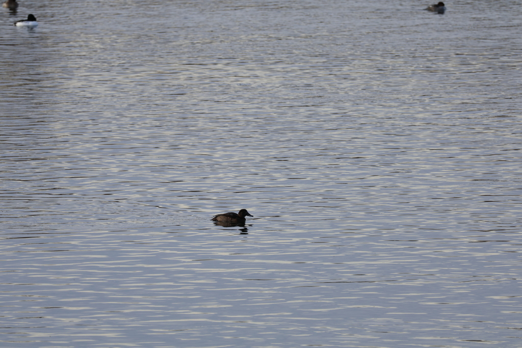 Ring-necked Duck from Southeast Calgary, Calgary, AB, Canada on ...