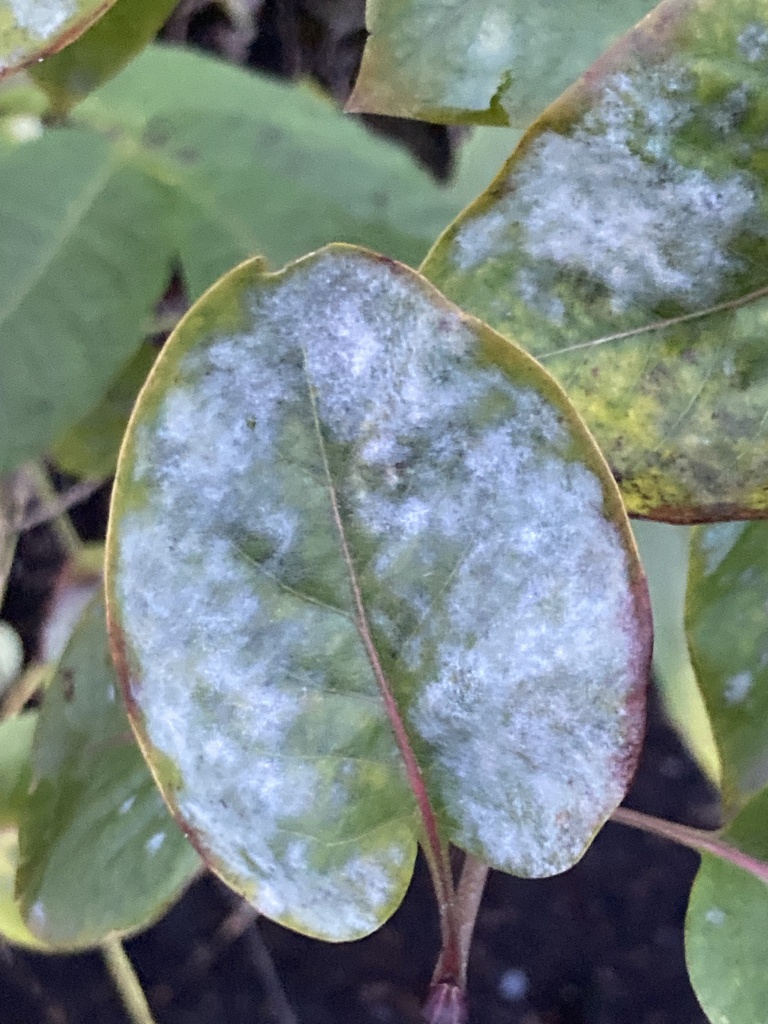 Lilac Powdery Mildew from N Williams Ave, Portland, OR, US on December ...