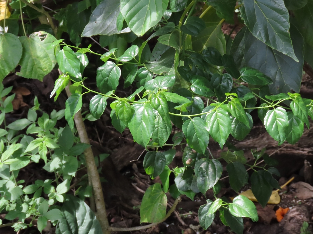 latherleaf from Lapaha, Tonga on December 2, 2023 at 09:43 AM by ...
