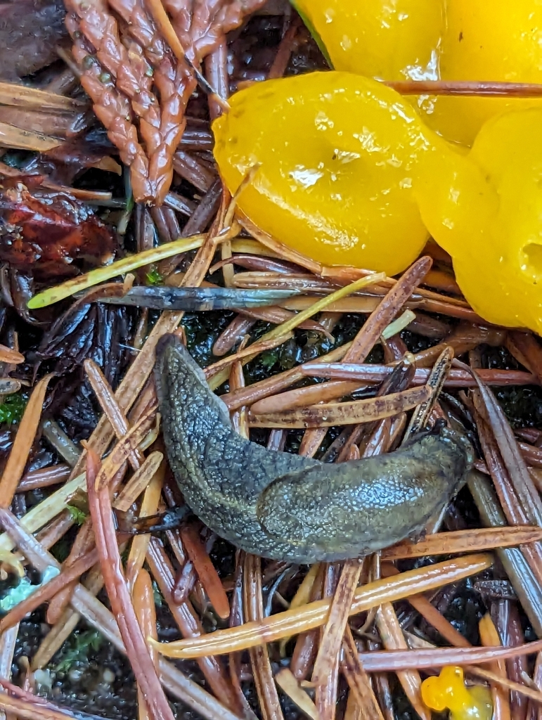 Taildropper Slugs from Duvall, WA 98019, USA on December 2, 2023 at 01: ...