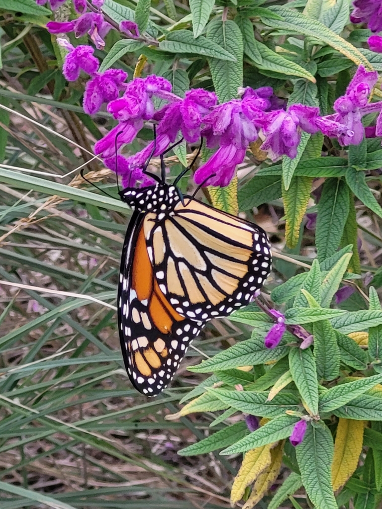 Monarch from Windsor Park, Austin, TX, USA on December 2, 2023 at 02:46 ...