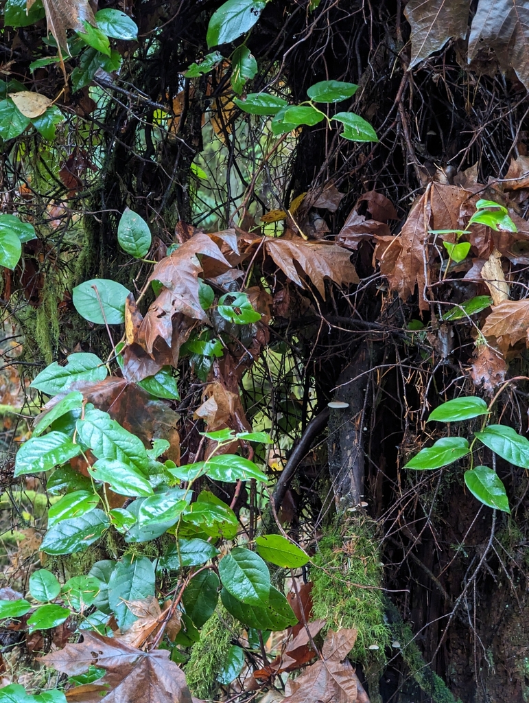 salal from Duvall, WA 98019, USA on December 2, 2023 at 01:18 PM by ...