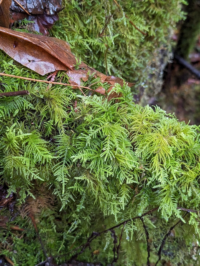 Oregon Beaked Moss from Duvall, WA 98019, USA on December 02, 2023 at ...