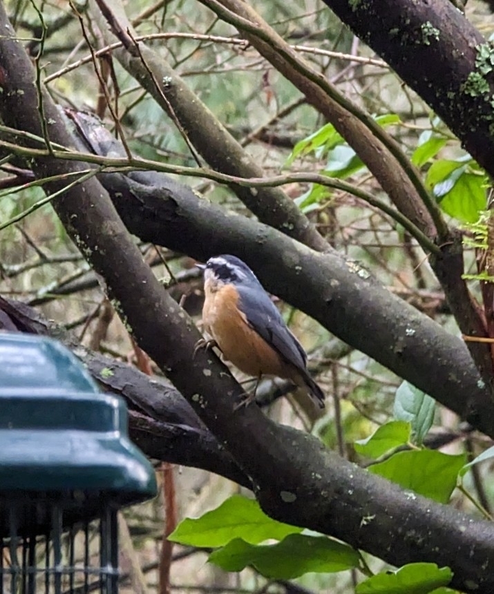 Red-breasted Nuthatch from Duvall, WA 98019, USA on December 2, 2023 at ...