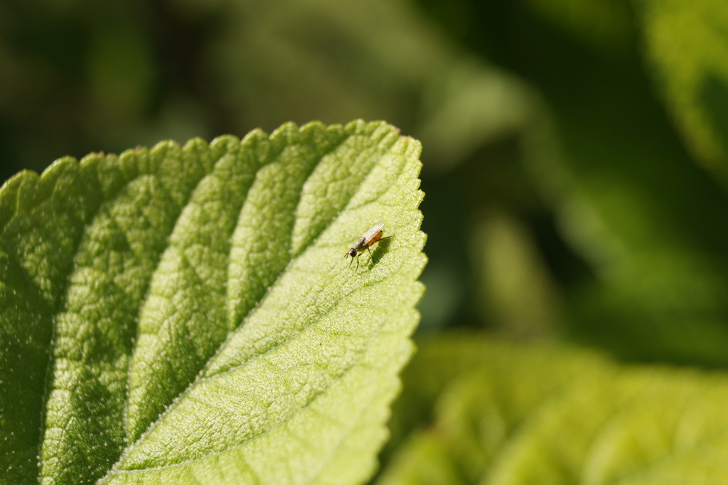 Shoot Flies from Kendall, FL, USA on November 30, 2023 at 09:19 AM by ...