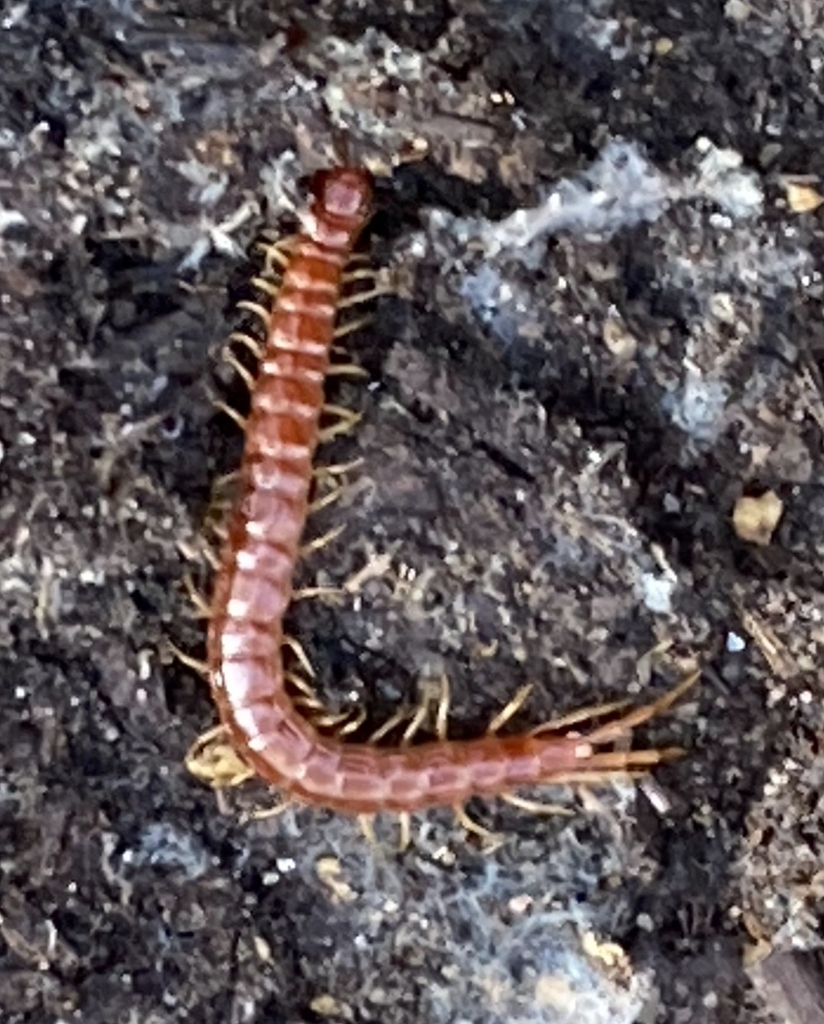 Eastern Red Centipede from Henrico, VA 23231, USA on November 24, 2023 ...