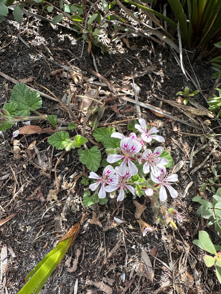 Austral Stork's-bill from Wilsons Promontory National Park, Wilsons ...