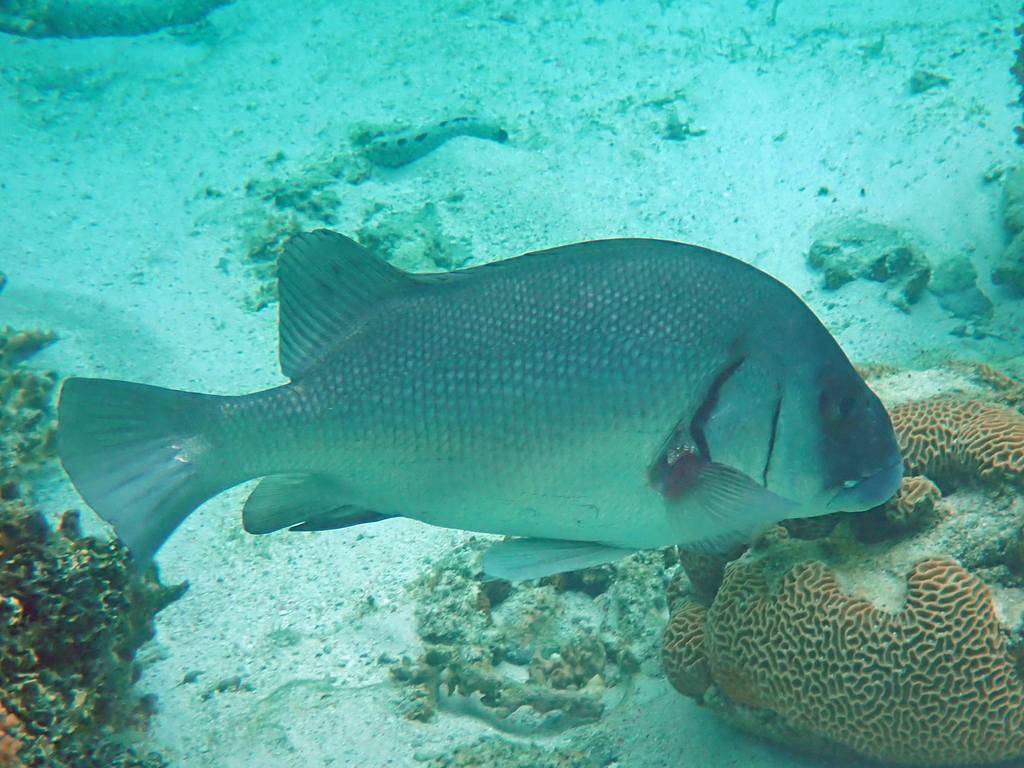 Blubberlip from Gladstone, QLD, Australia on November 28, 2023 at 10:32 ...