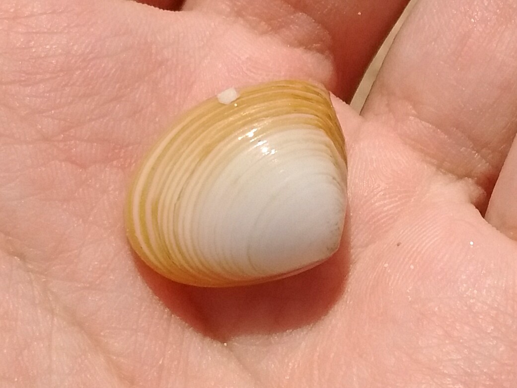 Atactodea striata (Gmelin, 1791)