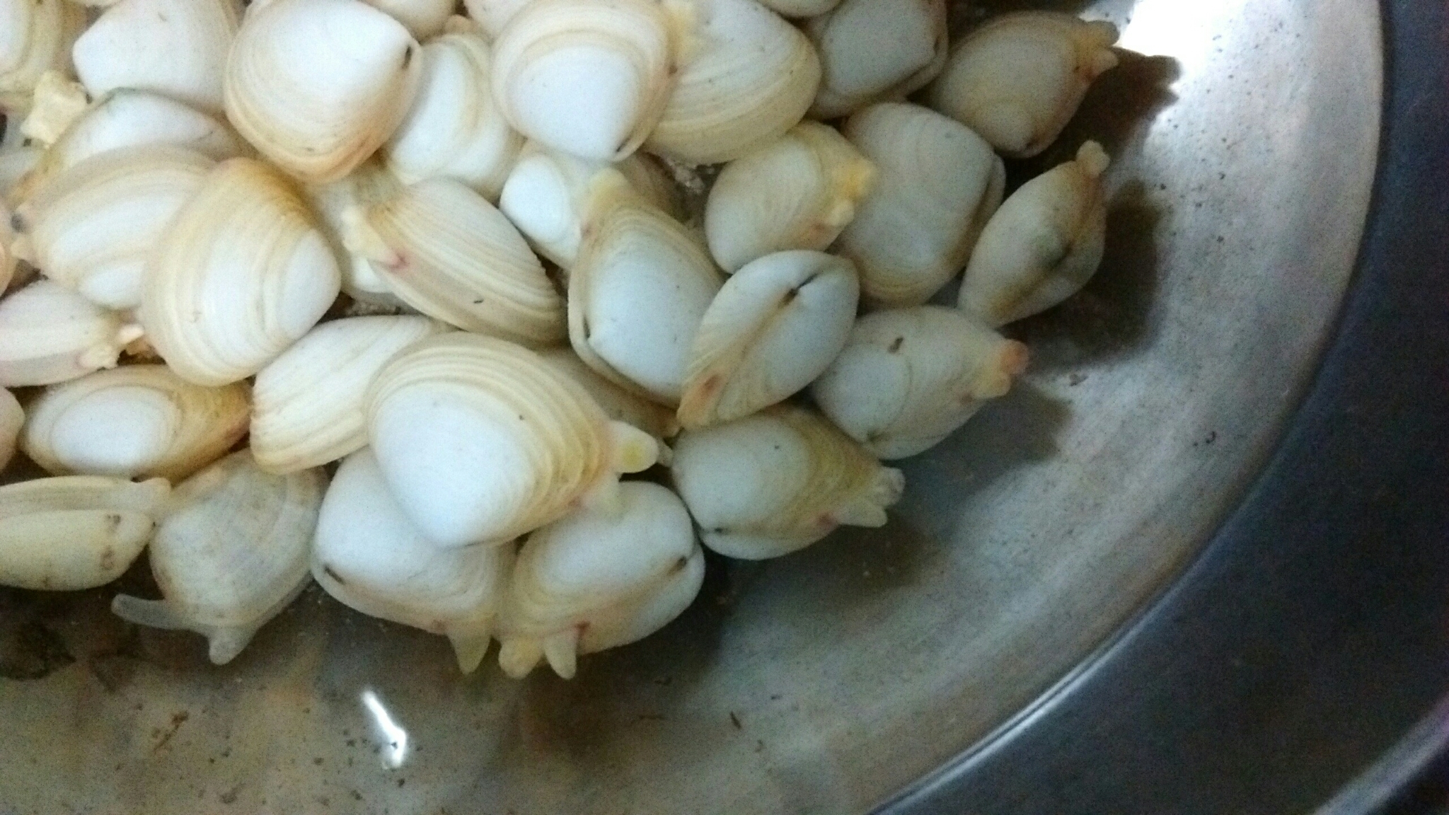 Atactodea striata (Gmelin, 1791)