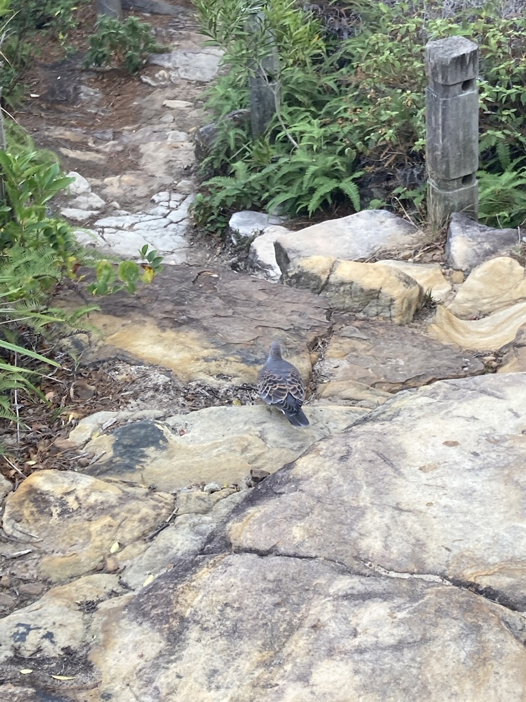 Taiwan Oriental Turtle Dove from 臺灣島, 北投區, TPE, TW on December 2, 2023 ...