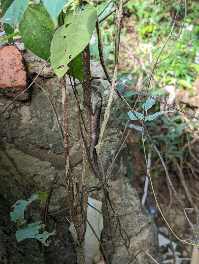 Calotes wangi hainanensis from 中国三亚市 邮政编码: 572011 on December 2, 2023 ...