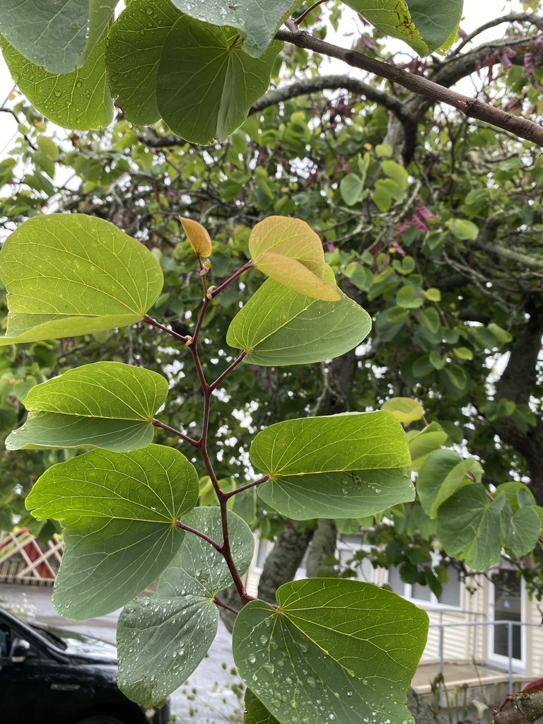 Judas-tree from The University of Waikato, Hamilton, Waikato, NZ on ...