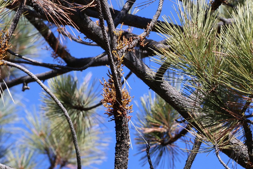 Western Dwarf-Mistletoe from Idyllwild-Pine Cove, CA, USA on December 1 ...