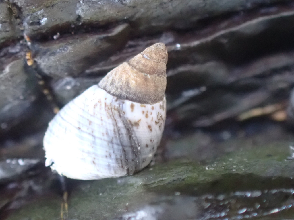Little Blue Periwinkle from Arrawarra NSW 2456, Australia on November ...