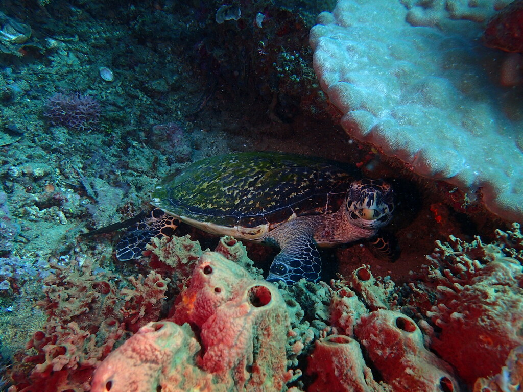 Hawksbill Sea Turtle in November 2023 by Matthew Bokach · iNaturalist