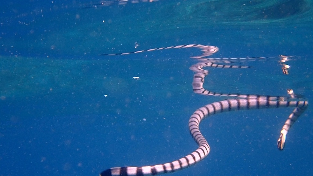 Banded Sea Krait from Minahasa Utara, Sulawesi Utara, Indonesia on ...