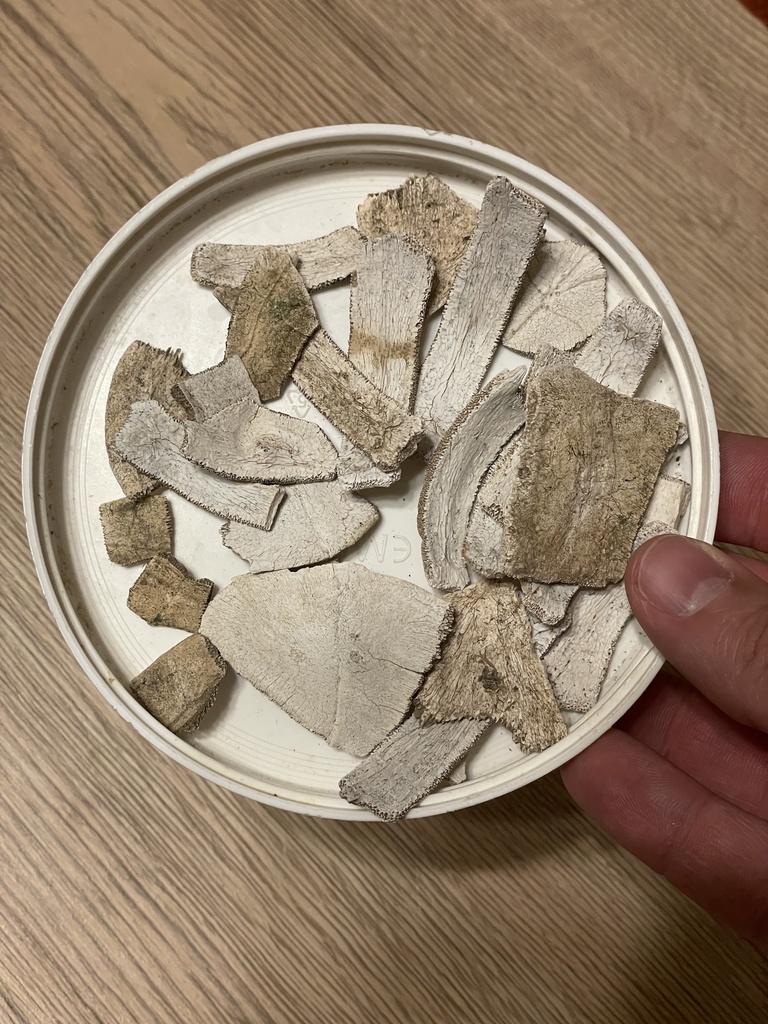 Ornate Box Turtle from Portales, NM, US on December 2, 2023 at 10:06 AM ...