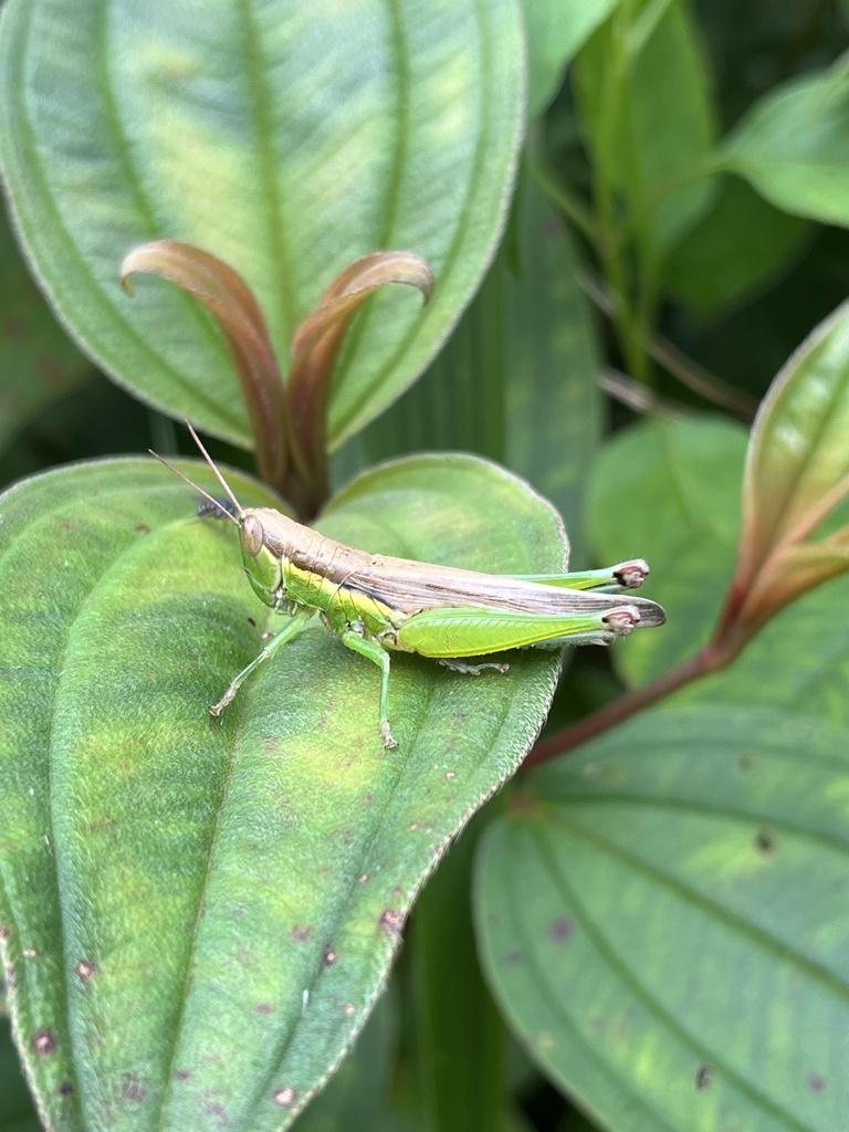 Chinese rice grasshopper in December 2023 by Nakatada Wachi · iNaturalist