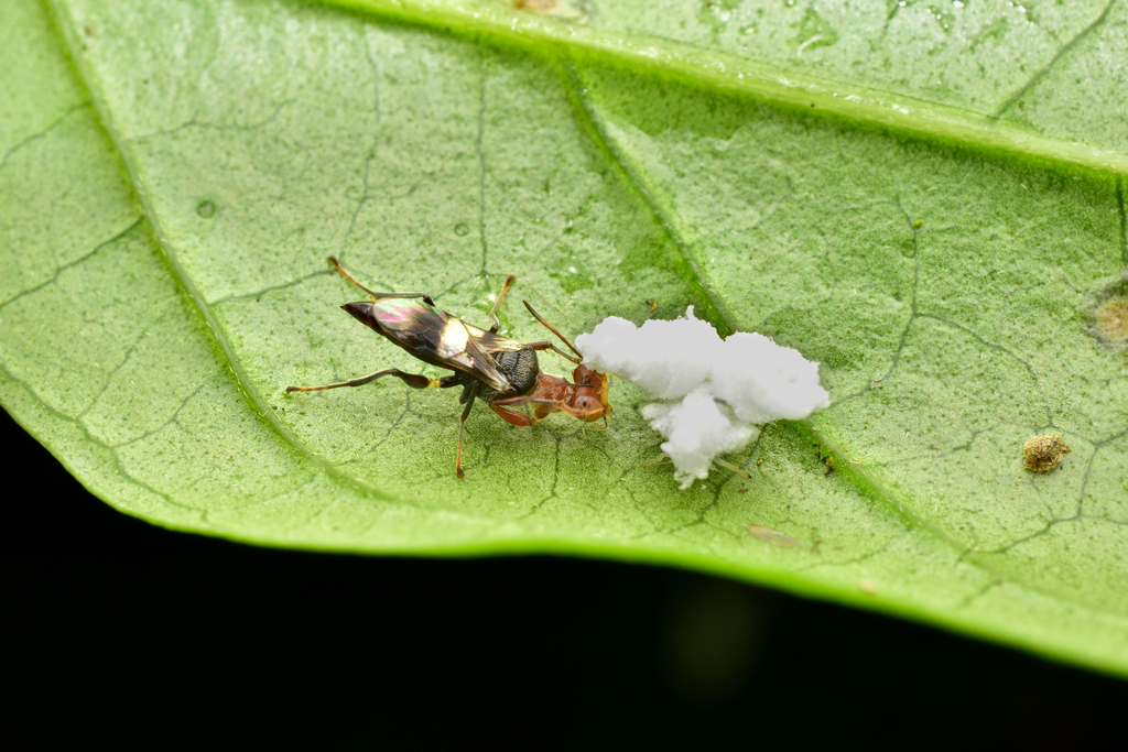 Dryinus from San José, Atenas, Purires, Costa Rica on October 22, 2023 ...