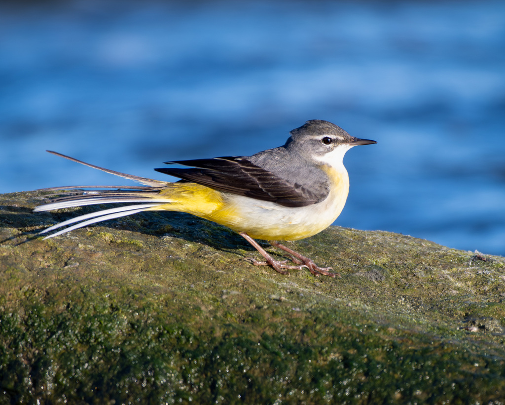 Western Grey Wagtail from Tama Ward, Kawasaki, Kanagawa, Japan on ...