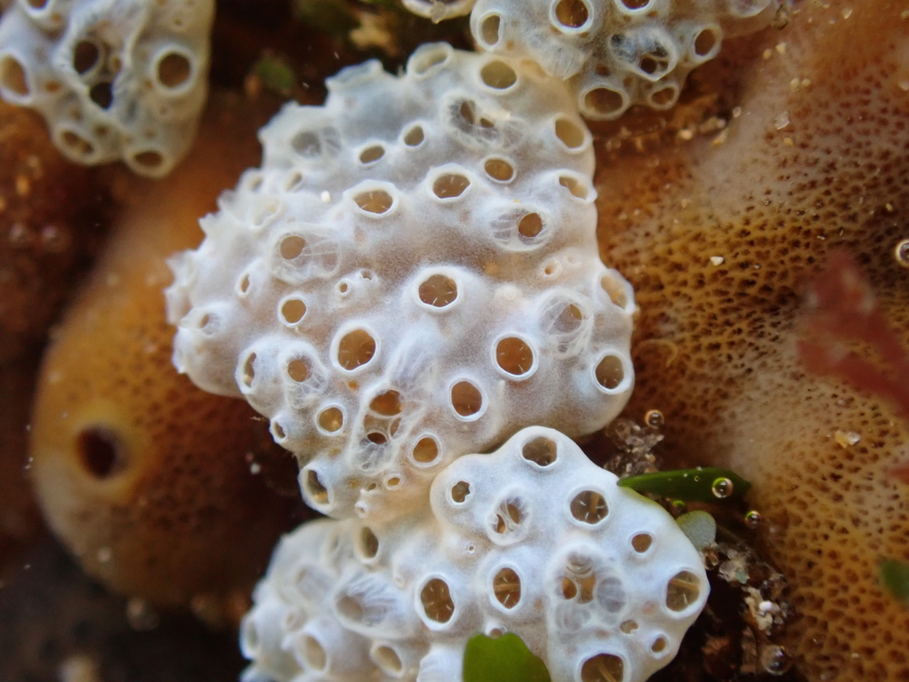 Ritterella dispar from Arrawarra NSW 2456, Australia on November 24 ...