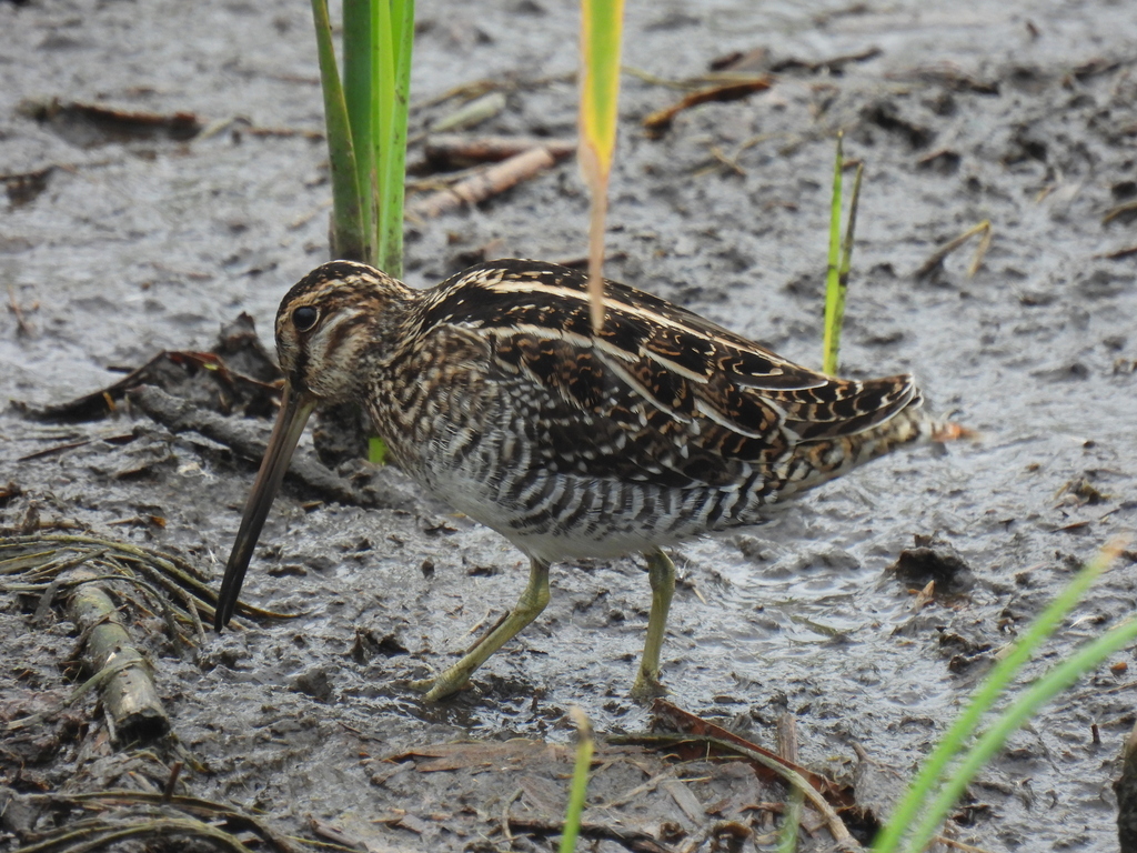 Wilson's Snipe from Leonabelle Turnbull Birding Ctr., Port Aransas, TX ...
