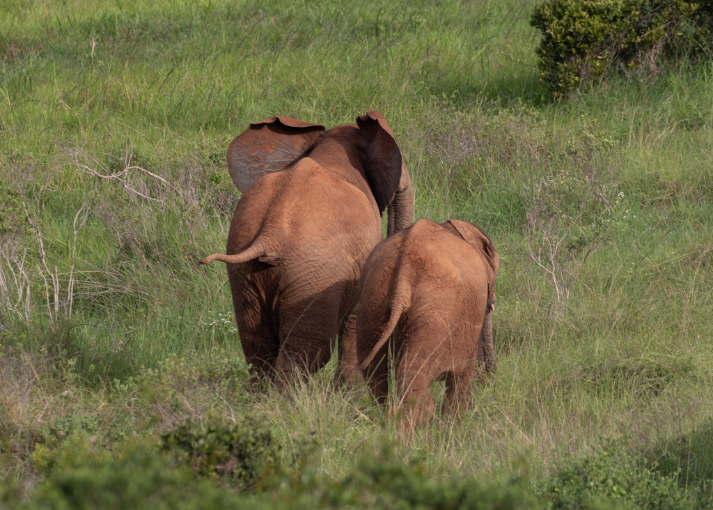 Savannah Elephant in January 2023 by Andre Harmse · iNaturalist