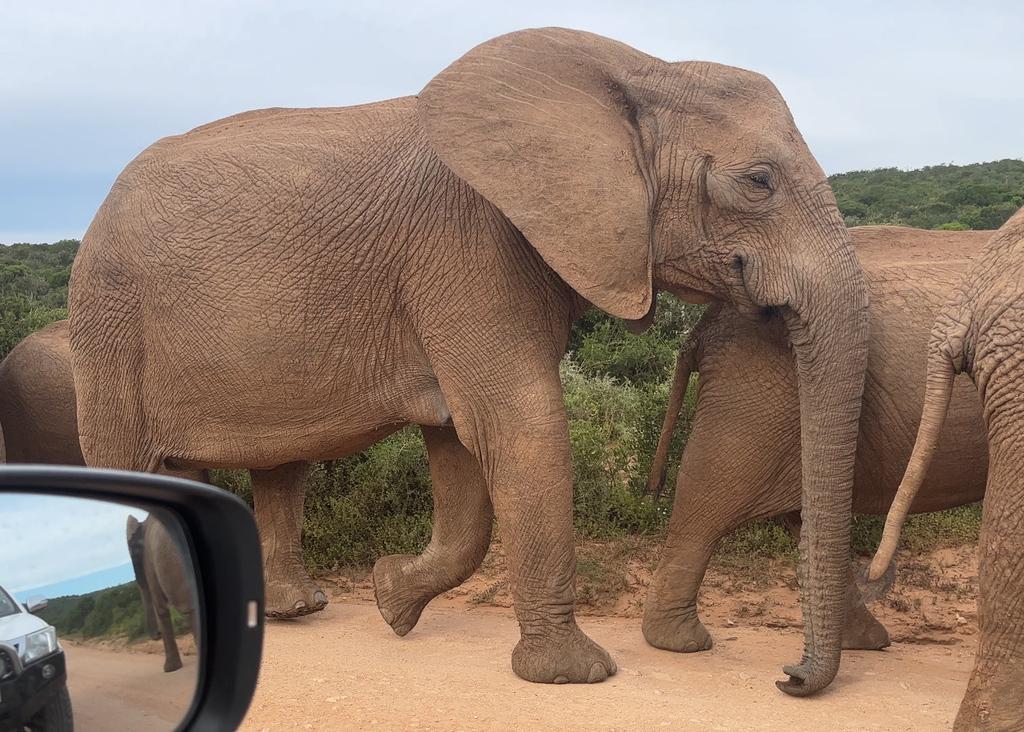 Savannah Elephant in January 2023 by Andre Harmse · iNaturalist