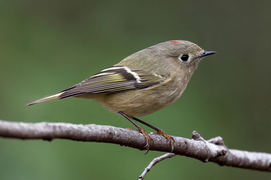 Ruby-crowned Kinglet (Birds of Tillie K. Fowler Regional Park ...
