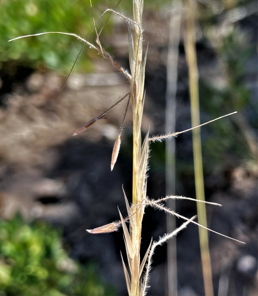 Achnatherum occidentale (Owyhee Grasses) · iNaturalist