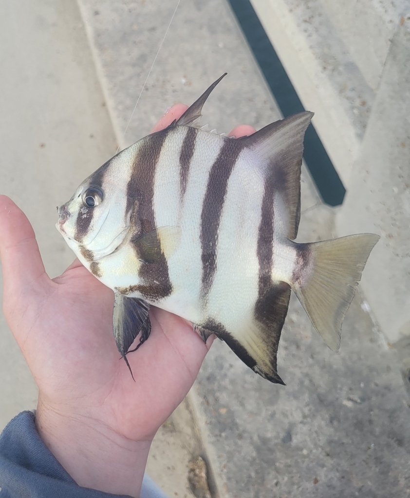 Atlantic Spadefish from St Johns County, FL, USA on June 19, 2023 at 06 ...