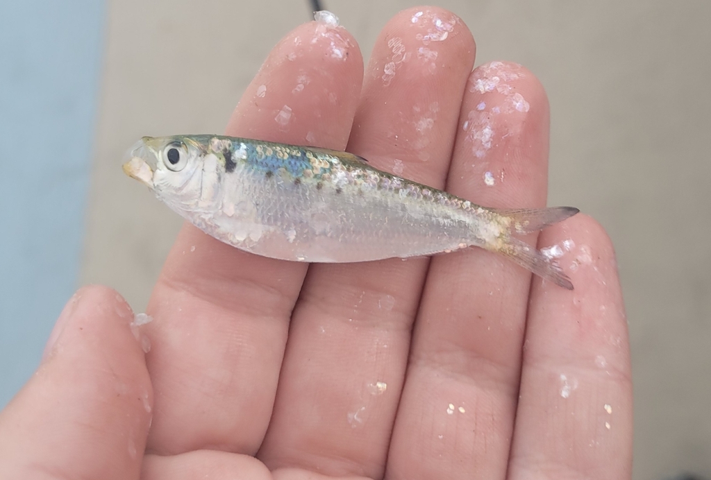Atlantic Thread Herring from St Johns County, FL, USA on June 19, 2023 ...