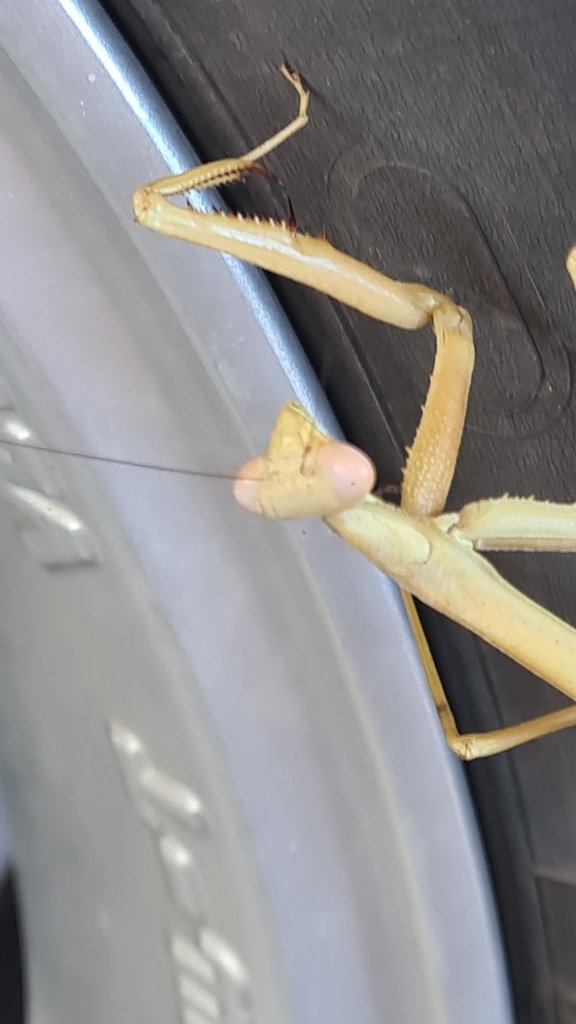 Mallee Grass Mantis from Drummond Cove WA 6532, Australia on December 3 ...