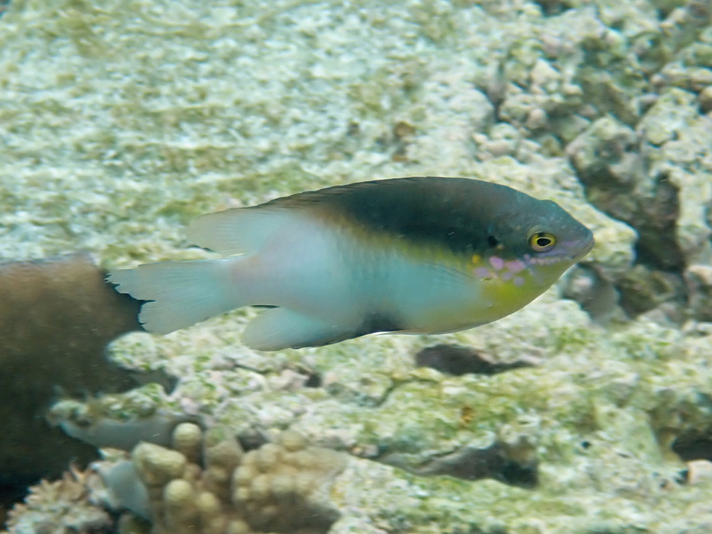 Blackvent Damsel from Gladstone, QLD, Australia on November 28, 2023 at ...