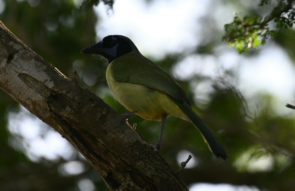 Green Jay from Brownsville, TX, USA on December 2, 2023 at 09:02 AM by ...
