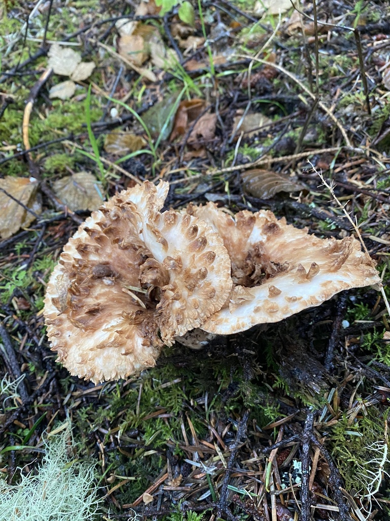 Turbinellus kauffmanii in December 2023 by sprouts-apollo. White ...