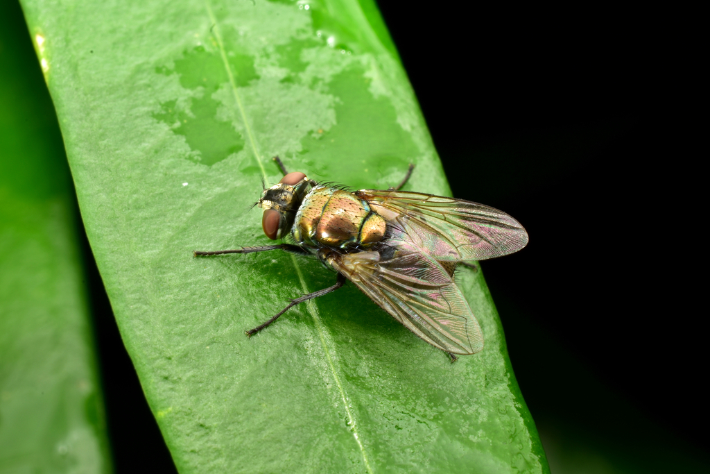 Moscas panteoneras desde Purires, San José, Atenas, Costa Rica el ...
