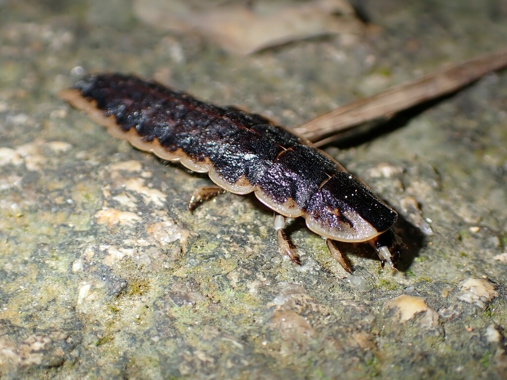 Giant Fireflies from 台灣臺北 on November 27, 2023 at 07:10 PM by ...