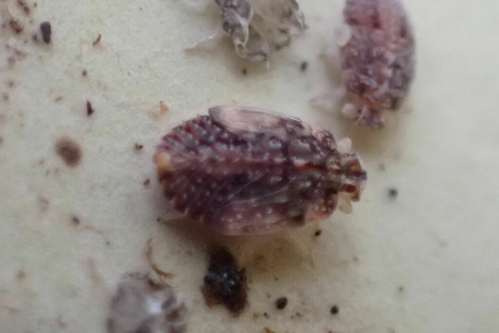 True Bugs, Hoppers, Aphids, and allies from Berg-en-Dal Rest Camp ...