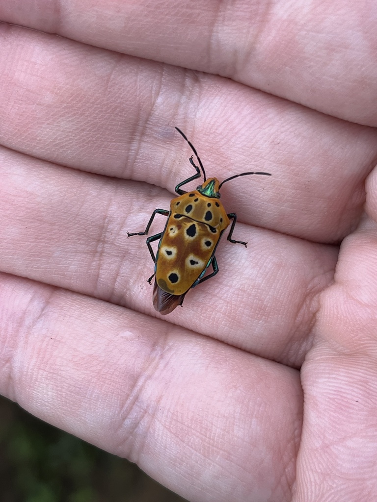 ocellated shield bug in December 2023 by Nakatada Wachi · iNaturalist