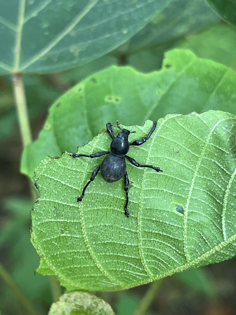 Pachyrhynchus infernalis in December 2023 by Nakatada Wachi · iNaturalist