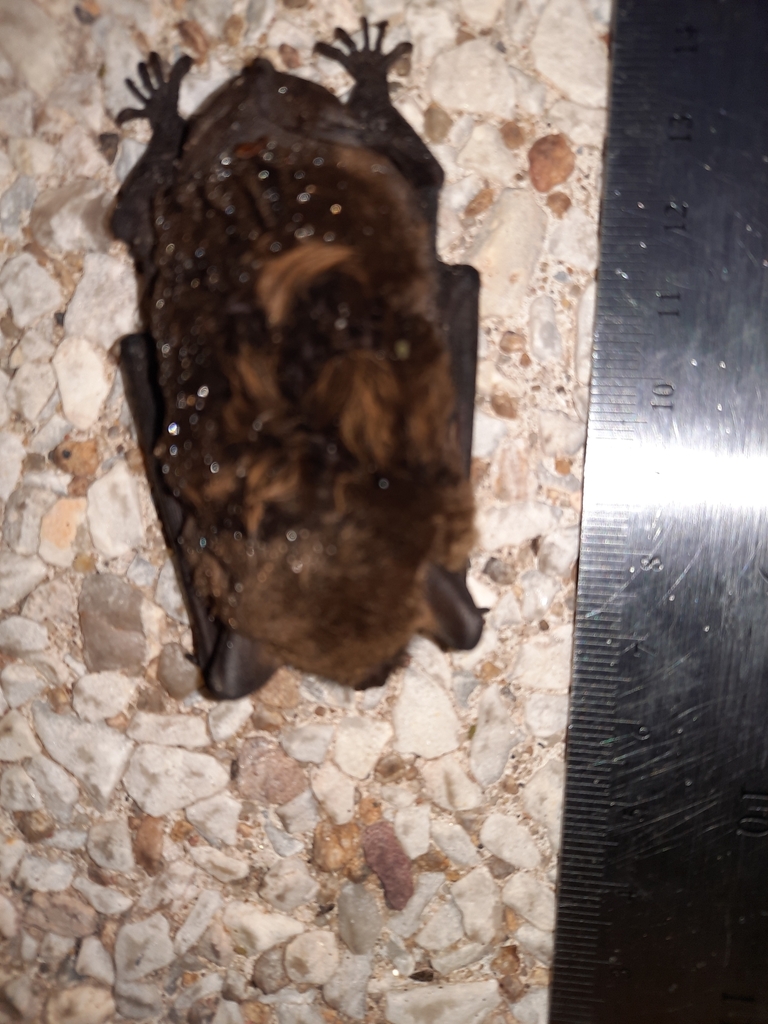 Vesper Bats from 2345 Grand Boulevard on December 2, 2023 at 07:40 PM ...