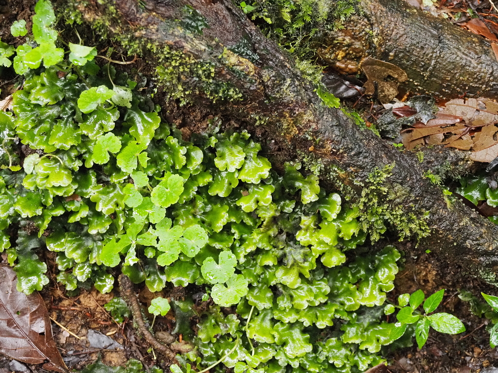 Monoclea gottschei from Puntarenas Province, Monteverde, Costa Rica on ...