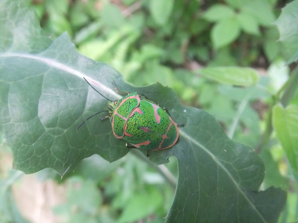 Clown Stink Bug from 日本、〒153-0041 東京都目黒区駒場 on May 29, 2012 at 12:26 PM ...