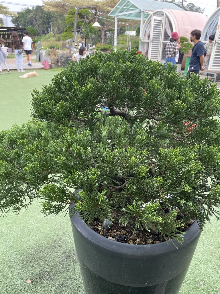 Chinese juniper from 臺灣島, 燕巢區, KHH, TW on December 3, 2023 at 12:33 PM ...